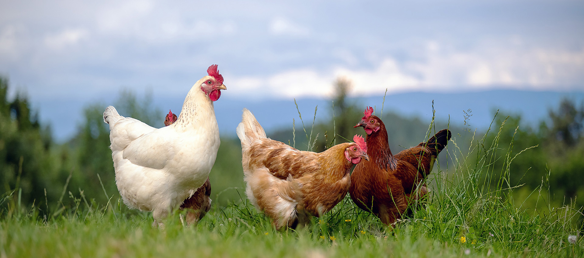 What Kinds of Chickens to Get? | Happy Morning Farm